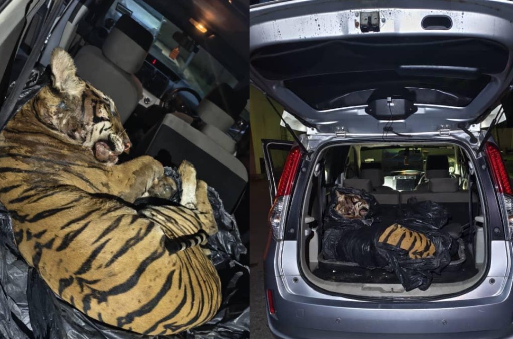 Operation Thunder 2025 by Interpol seizes nearly 30,000 live animals ...